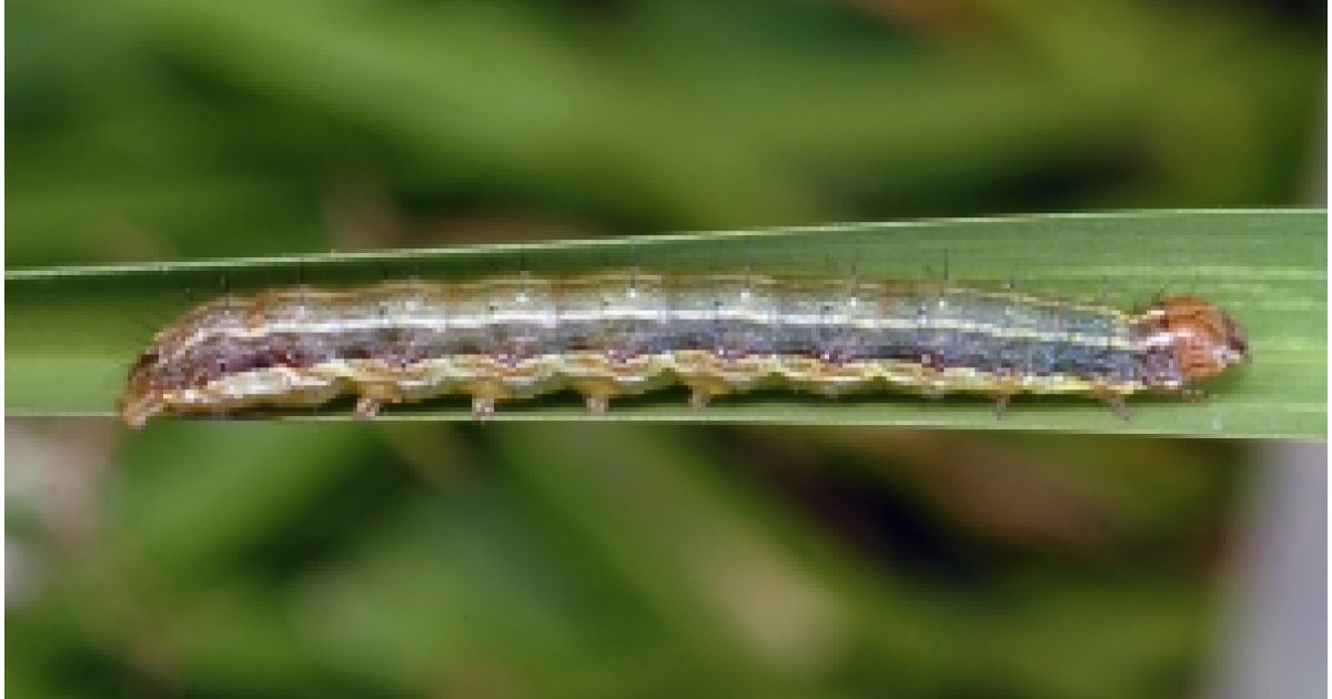 Insecticide differences in fall armyworm | Our News | Local News ...