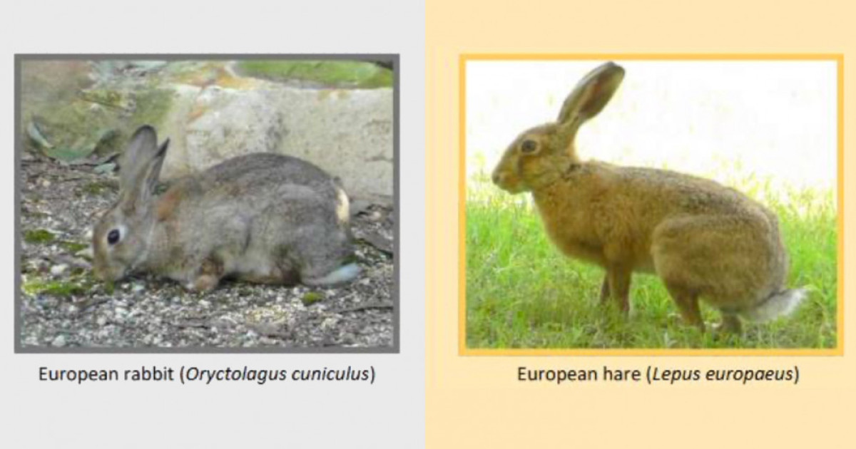 Know the difference between rabbits and hares | Our News | Local News ...