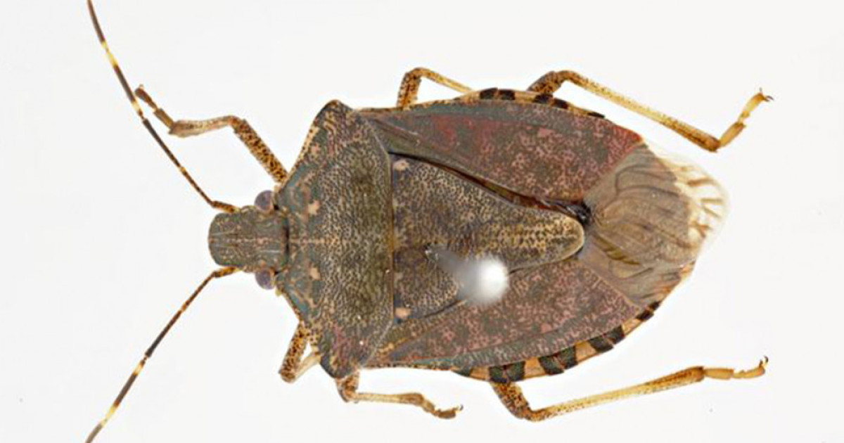Stink bug falls foul to sniffer dogs | Our News | Local News covering ...